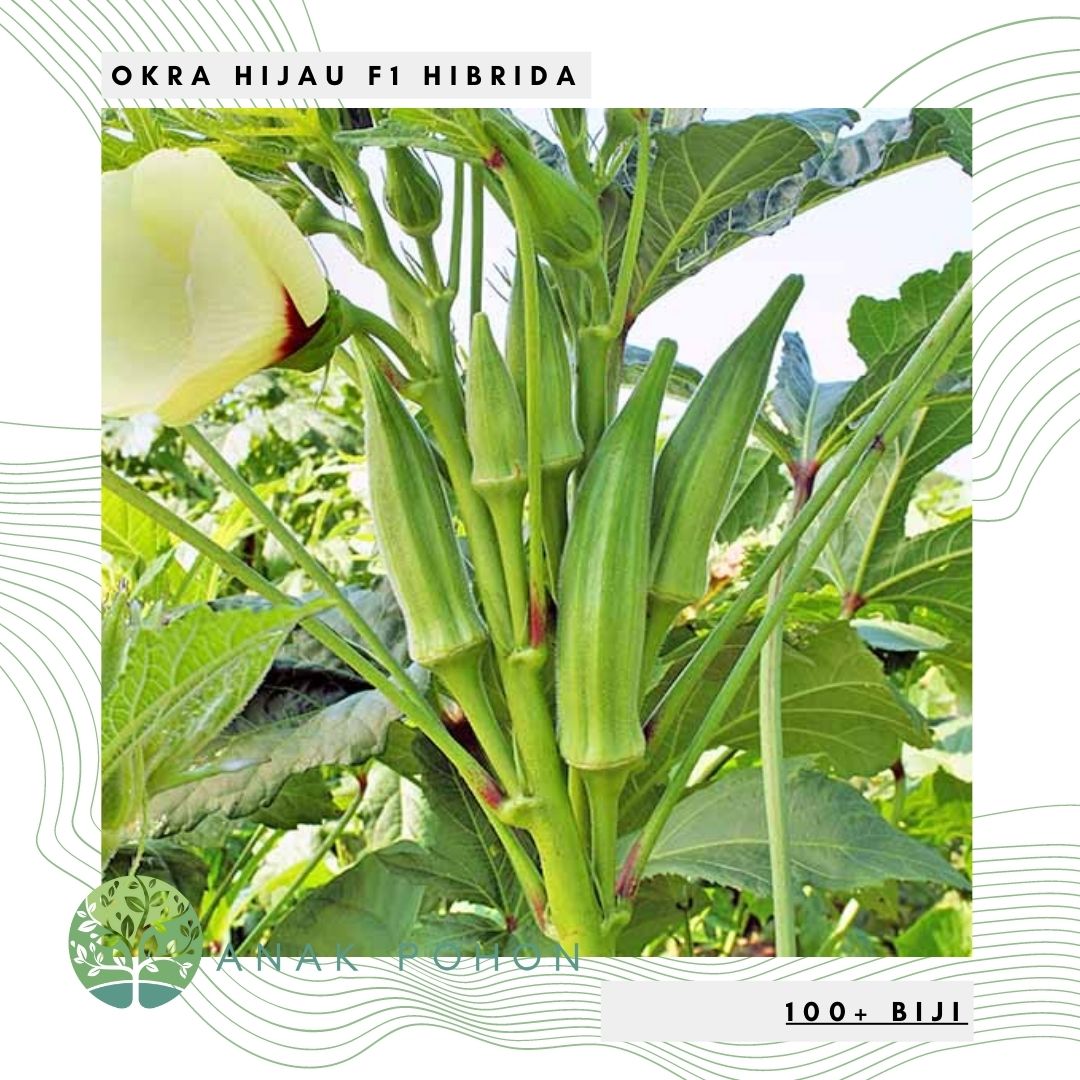 Benih Bibit Biji - Sayur Okra Hijau F1 Bendi Hibrida Seeds - Panen ...