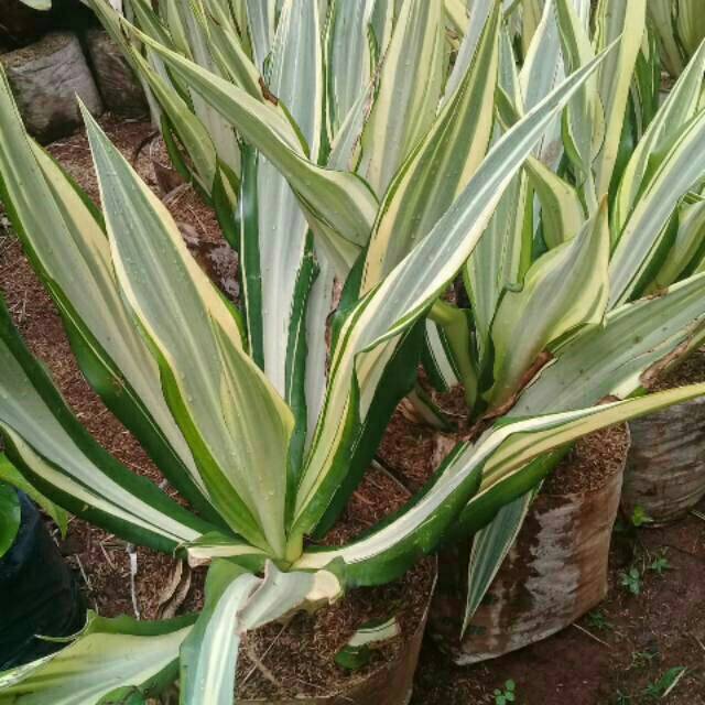 Tanaman hias agave varigata siklok | Lazada Indonesia
