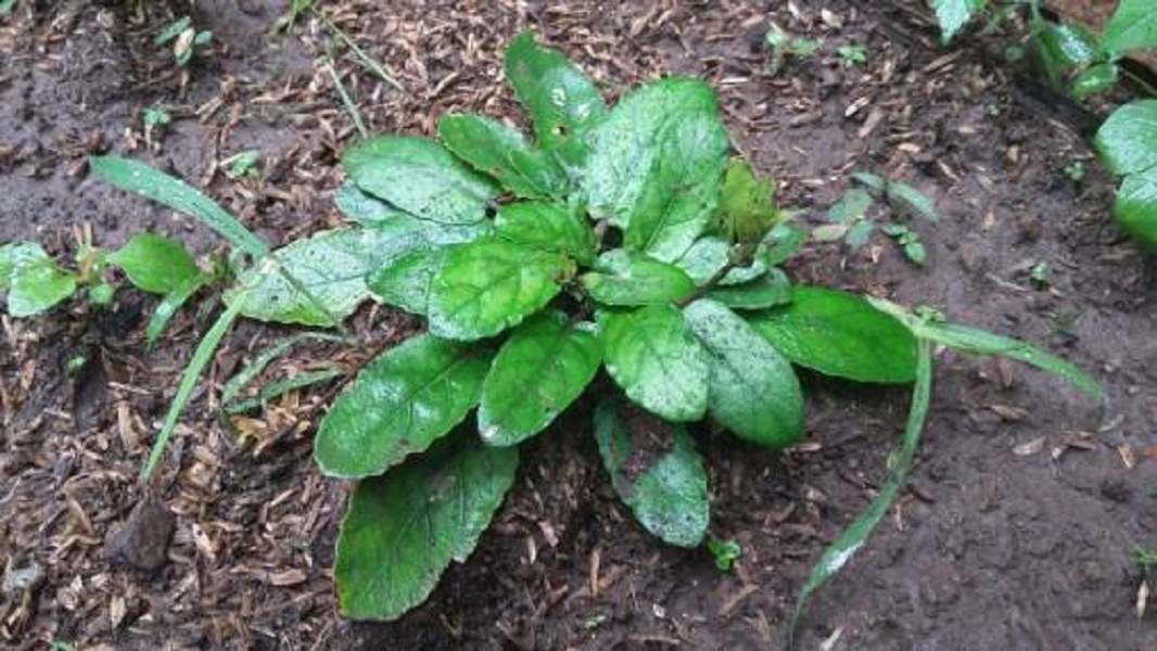 Bibit Pohon Gempur Batu - Tanaman Daun Obat Ginjal Herbal Alami ...