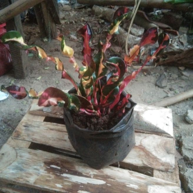 Tanaman hias puring bor / pohon puring bor | Lazada Indonesia