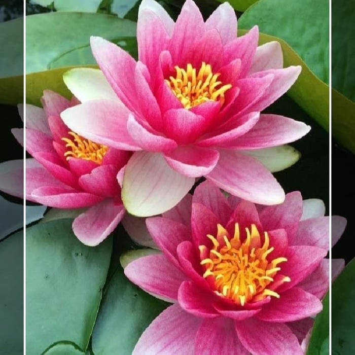 tanaman hias air bunga teratai | Lazada Indonesia