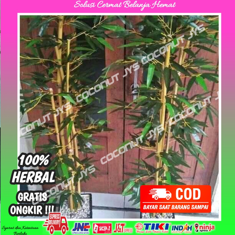 bambu kuning asli penangkal setan ukuran 50 cm mantap | Lazada Indonesia