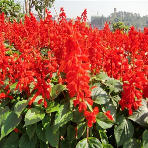 ISI PAKET 10 Biji / Benih Bunga Salvia Merah seeds - moezzaseedsmart ...