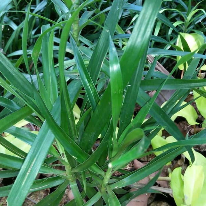 tanaman herbal pandan suji-daun suji - daun pewarna makanan | Lazada ...