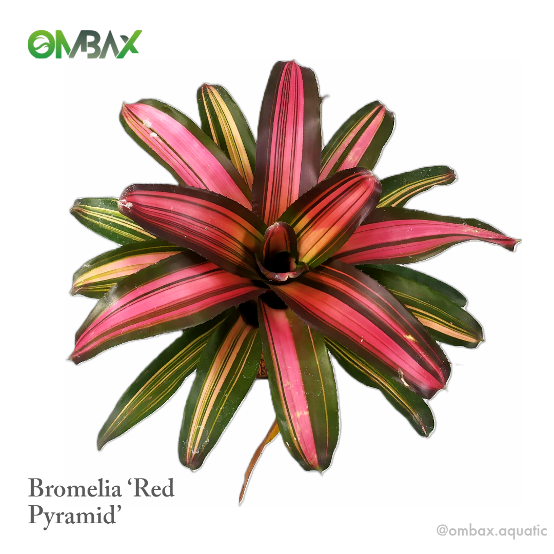 Bromelia Neo 'Red Pyramid' - Merah / neoregelia | Lazada Indonesia