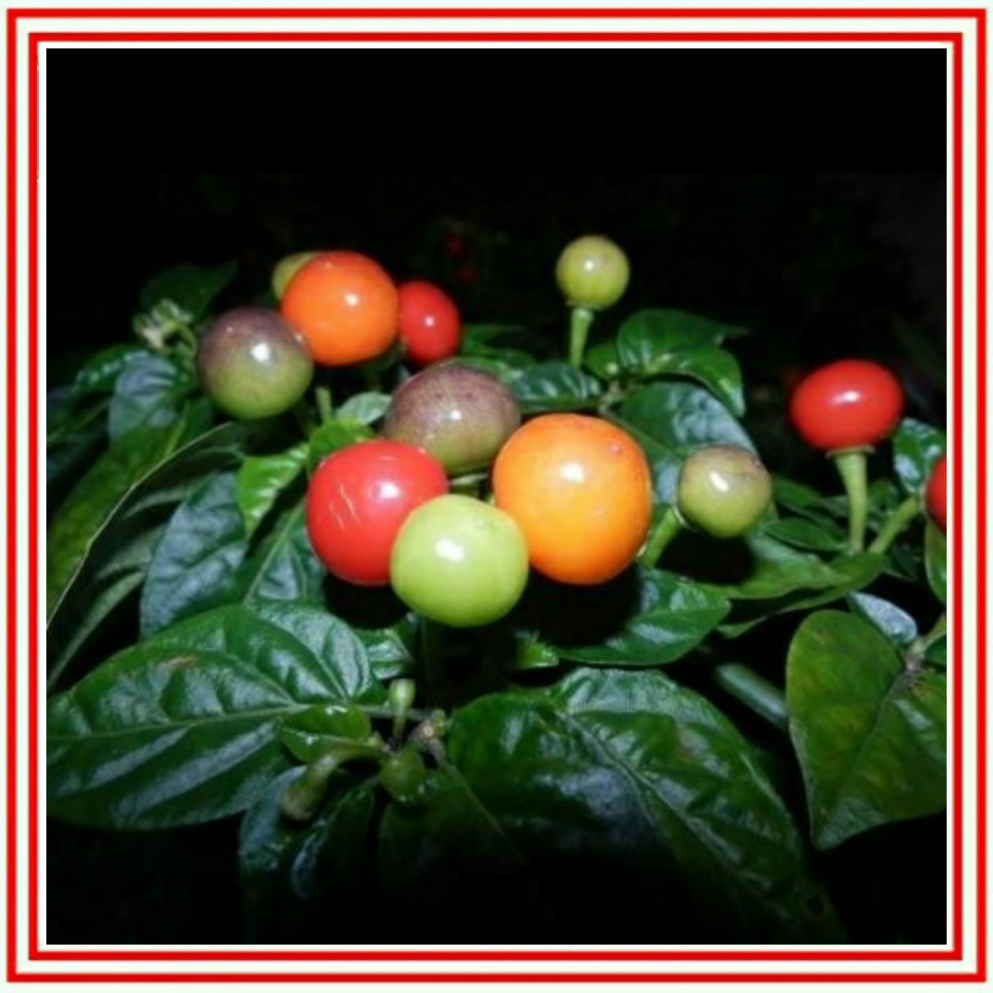 (isi 1) Benih Cabe Red Fire / Biji Cabe Bulat Mungil Pepper / Cabe Hias ...