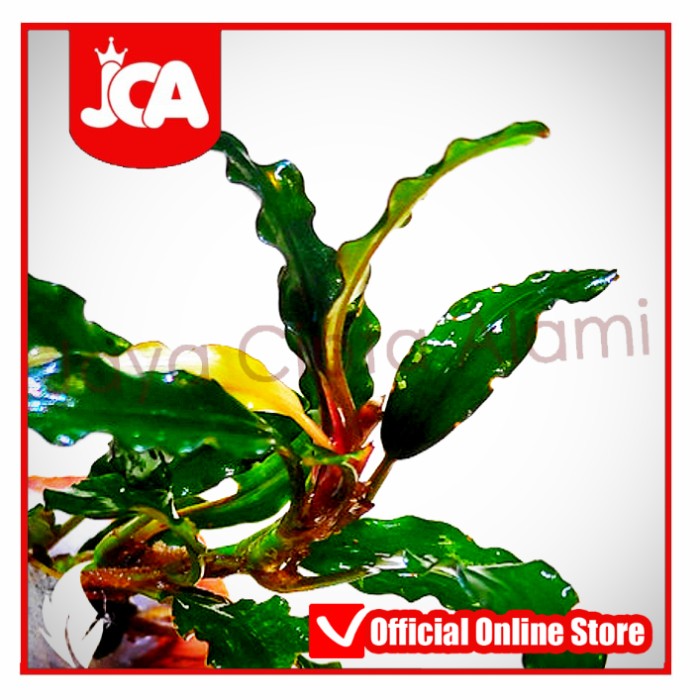 Bucephalandra sp Green Velvet buche buce tanaman aquatic aquascape ...