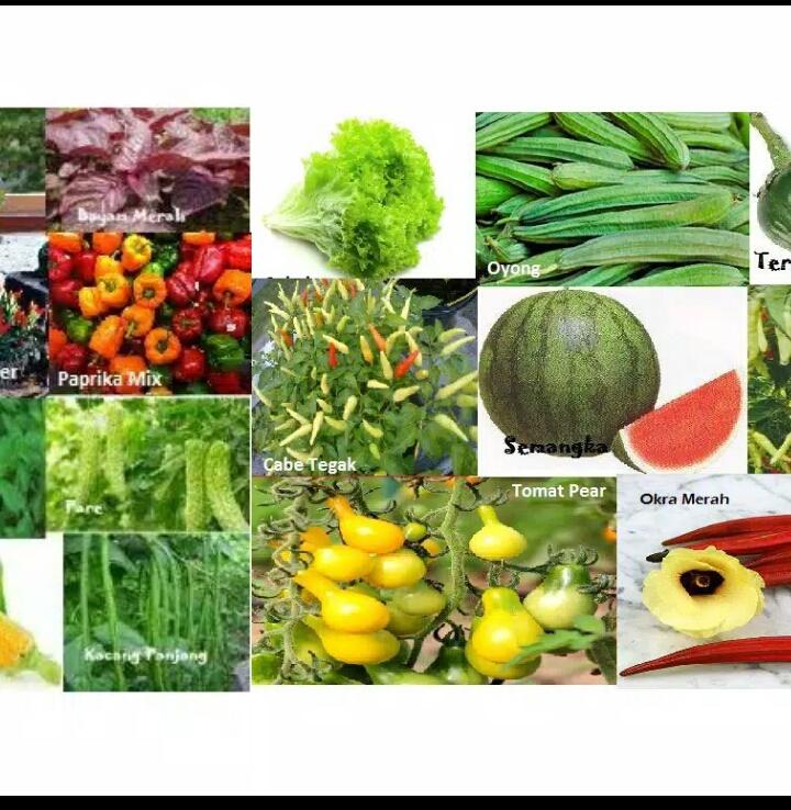 [Ufairah] {FREE GIFT} Paket Hemat Benih Sayur 22 Jenis Mudah Tumbuh ...