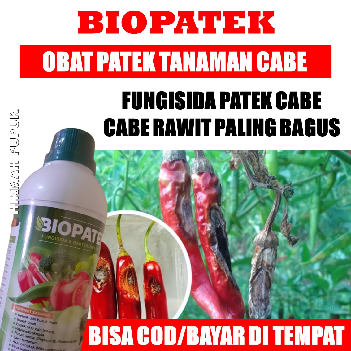 BAYAR DI RUMAH OBAT HAMA PATEK CABE PALING BAGUS BIOPATEK, Obat Cabai ...