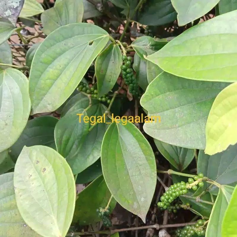 Bibit Stek Batang Lada Perdu/Merica (Panjang 45cm) | Lazada Indonesia