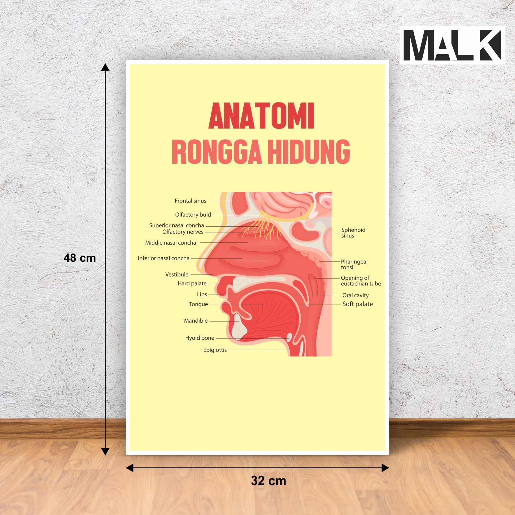 Poster Anatomi Rongga Hidung | Lazada Indonesia