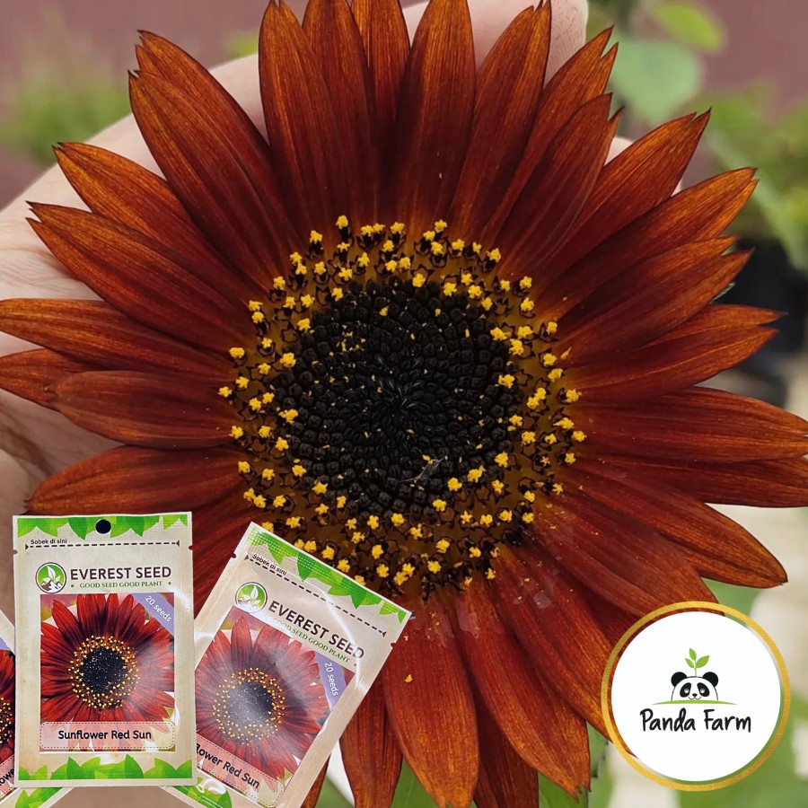 isi 20 Benih Biji Bunga Matahari Red Sun Everest Seed | Lazada Indonesia