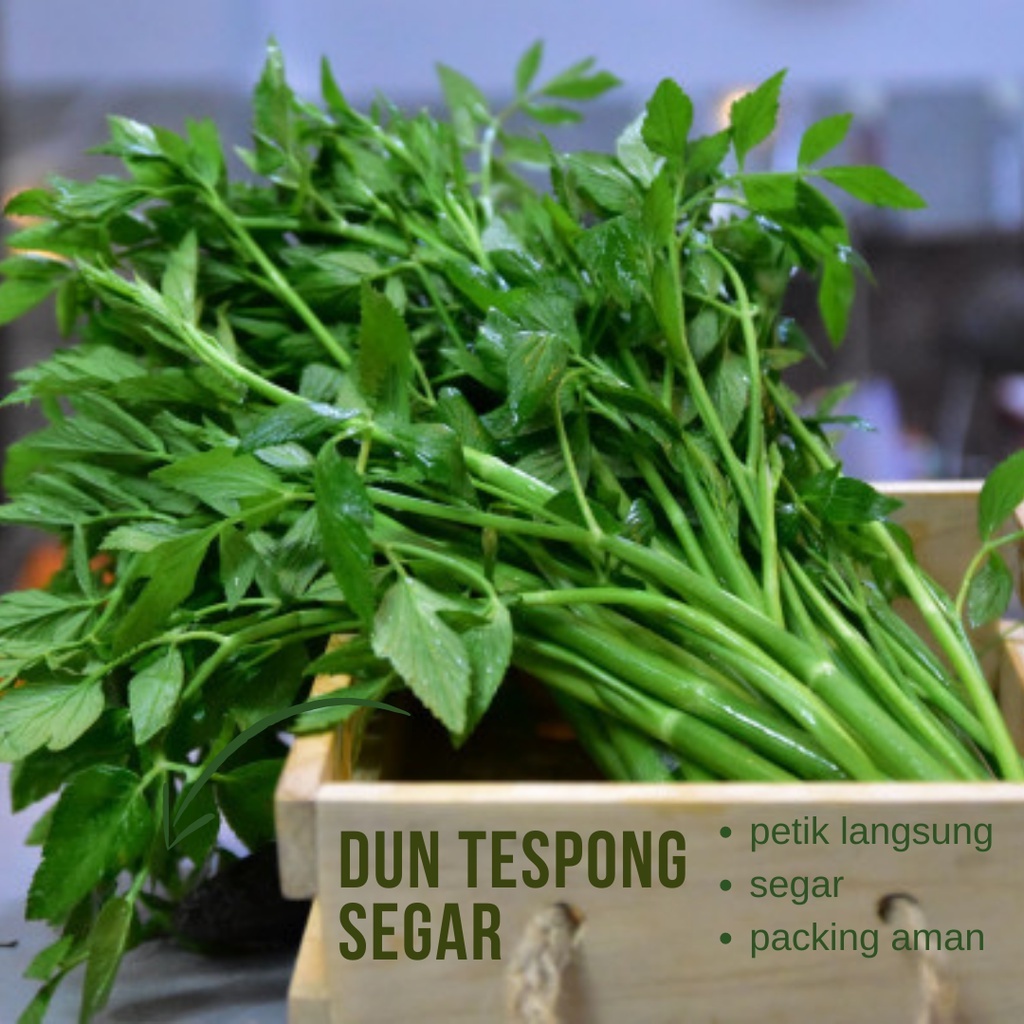 Daun Seladren Atau Tespong 500Gr Segar | Lazada Indonesia