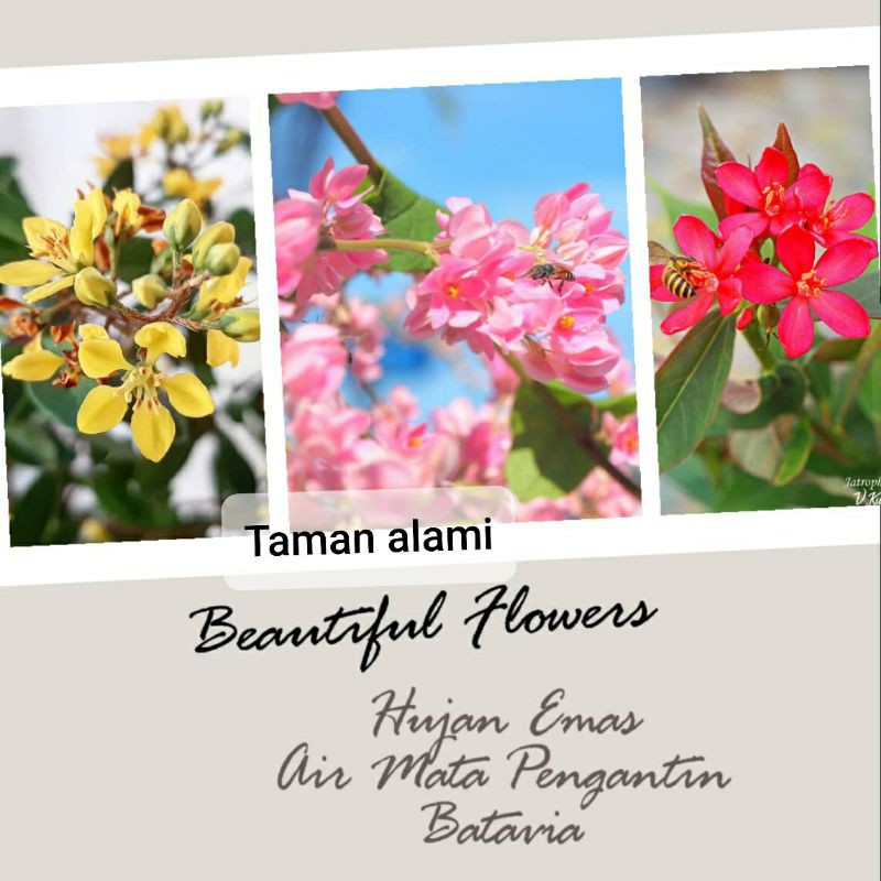 Paket 3 tanaman pakan lebah bunga hujan mas - air mata pengantin dan ...