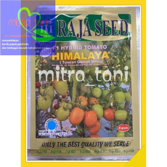 benih tomat hibrida NEW HIMALAYA 5 gram dari RAJA SEED | Lazada Indonesia