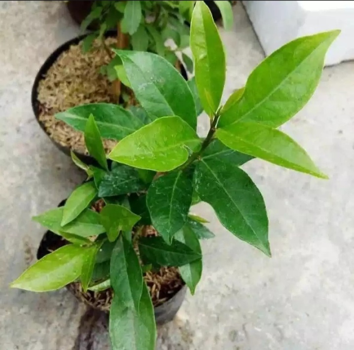 Tanaman dapur salam - pohon salam - bibit salam | Lazada Indonesia