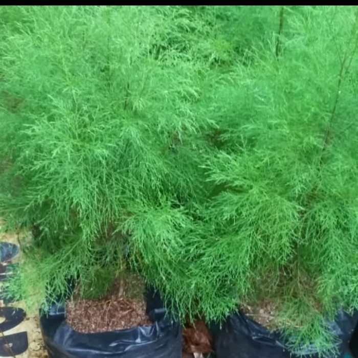 pohon cemara balon - tanaman hias cemara balon - pohon cemara /Tanaman ...