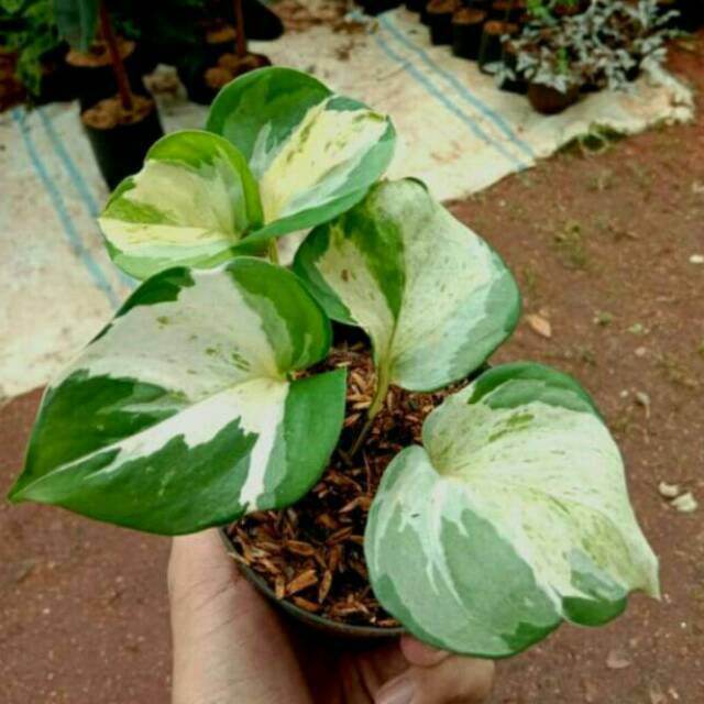 tanaman hias sirih gading manjula/sirih gading varigata/tanaman hias ...