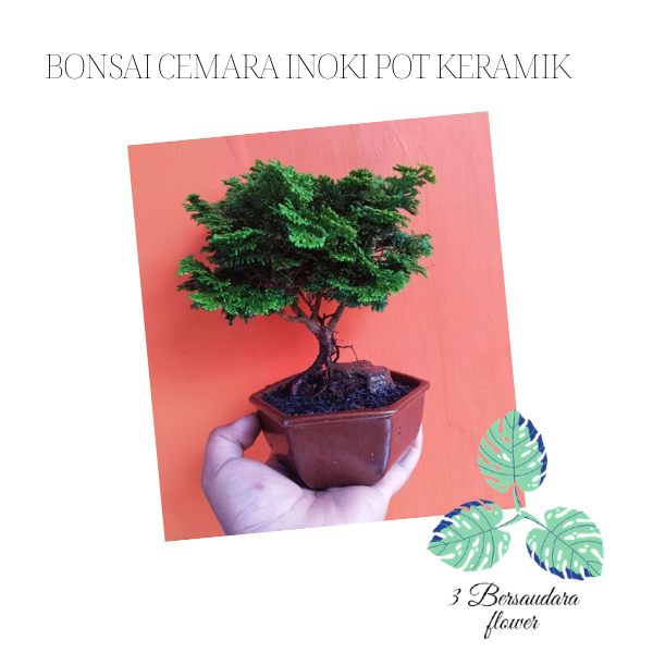 Bonsai cemara inoki dan pot keramik | Lazada Indonesia