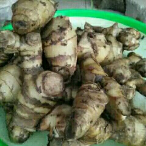 umbi Ganyol . ganyong segar 1KG | Lazada Indonesia