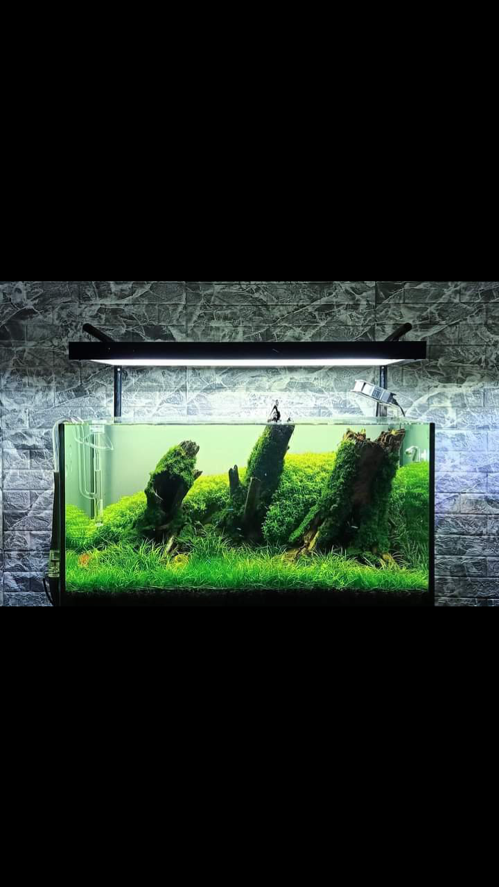 Aquascape Natural NICKZ Full Set | Lazada Indonesia