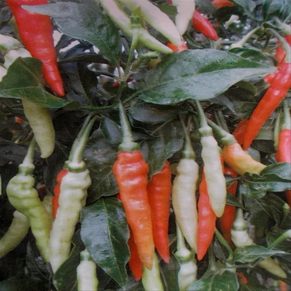 100 Benih Biji Cabe Rawit Domba | Lazada Indonesia