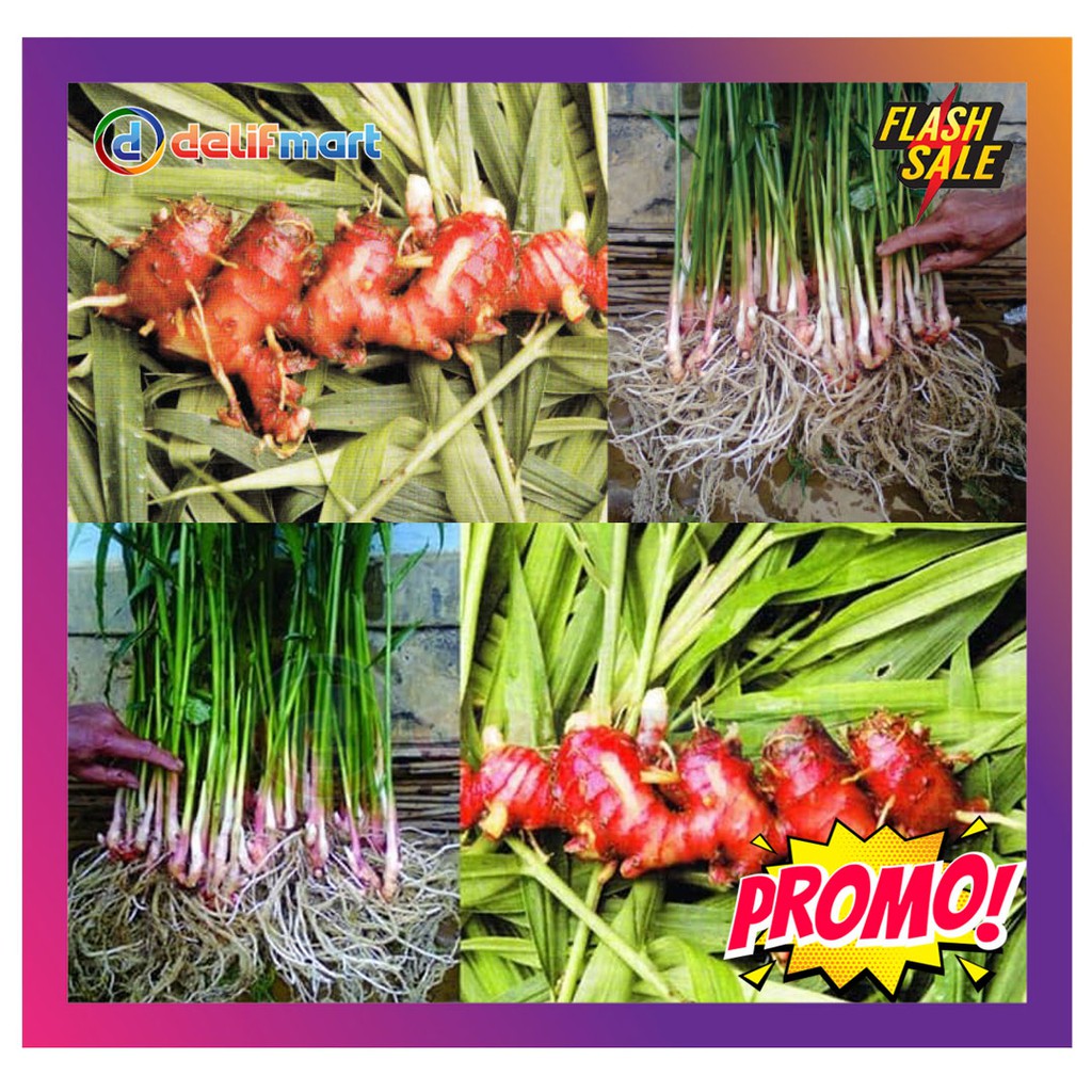 Bibit Jahe Merah Dapat Ditanam Dalam Pot - DELIFMART | Lazada Indonesia