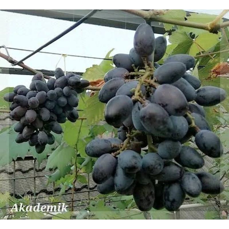 anggur import akademik (hasil grafting) cepat berbuah | Lazada Indonesia anggur import akademik (hasil grafting) cepat berbuah | Lazada Indonesia
