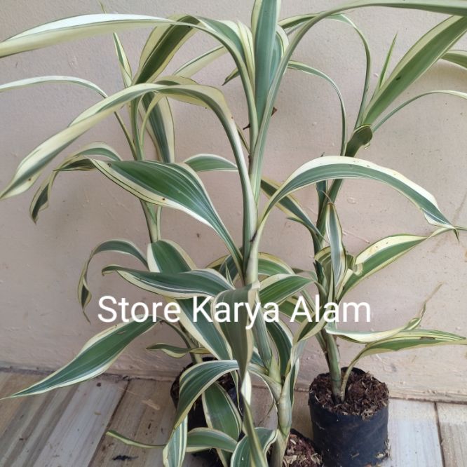 tanaman bambu hoki varigata / pohon Sri rejeki varigata putih | Lazada ...