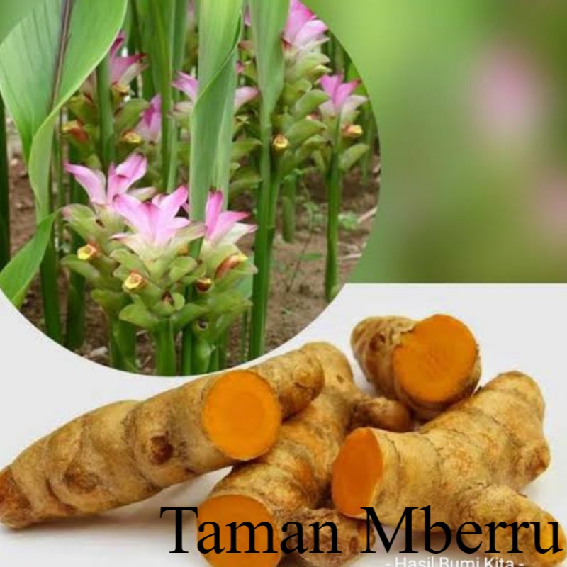Temulawak Bibit Kaya Manfaat Temu Lawak Kunyit Temulawak Tanaman Obat ...