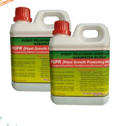 PGPR Pengendali Layu Bakteri Porong Cabai Busuk Batang Jagung | Lazada ...