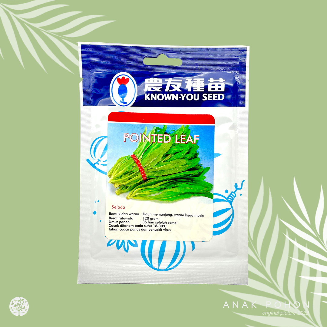 (1 PACK) Benih Selada Siomak Wangi Pointed Leaf Sword Lettuce - Known ...