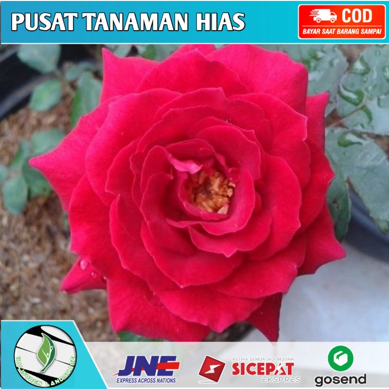 ( BISA COD ) Tanaman Hias Bunga Mawar Varian Warna / Bunga Hias Mawar ...