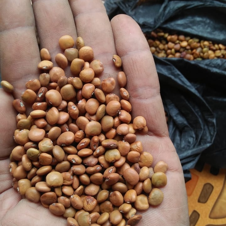bibit/biji bengkoang super(1kg). | Lazada Indonesia