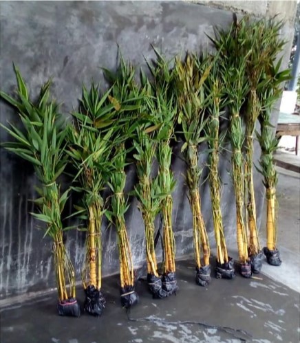 Pohon bambu kuning - Bibit bambu kuning - Tanaman hias pagar - bambu ...