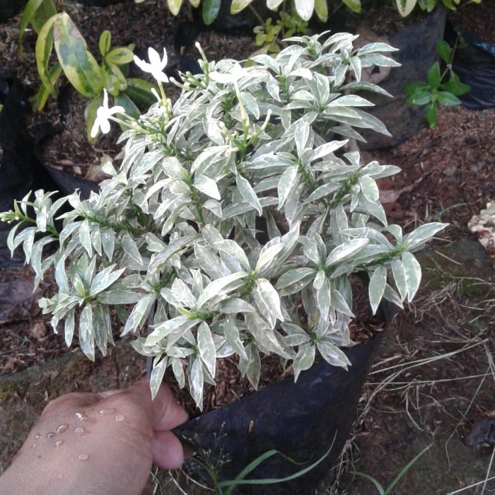 Tanaman melati Rambusa perak kondisi berbunga | Lazada Indonesia