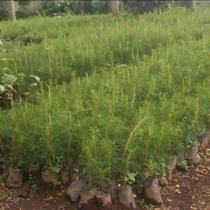 Pohon cemara pinus / bibit tanaman cemara pinus /Tanaman hias hidup ...