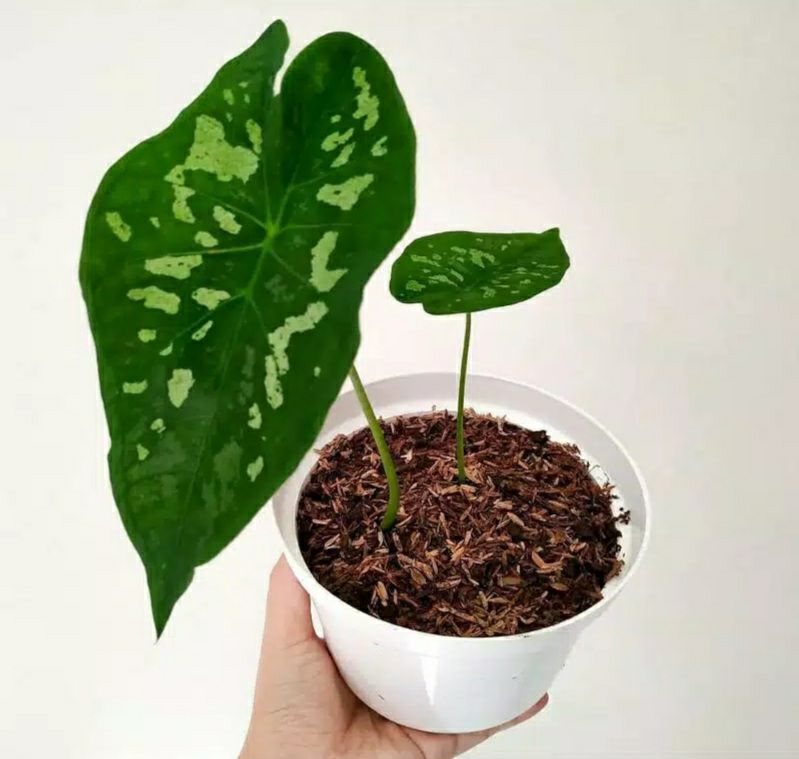 tanaman hias keladi army/caladium army | Lazada Indonesia