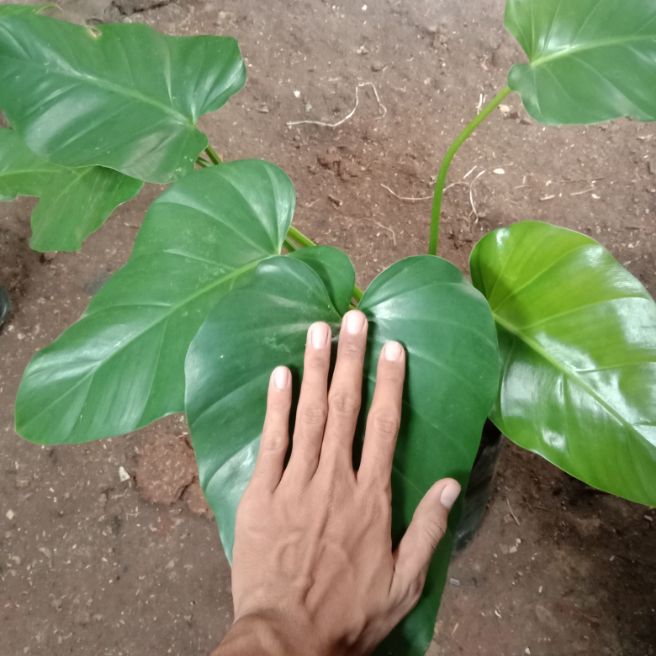 tanaman hias Philo marble ukuran dewasa/ pohon pilo marble hias ...