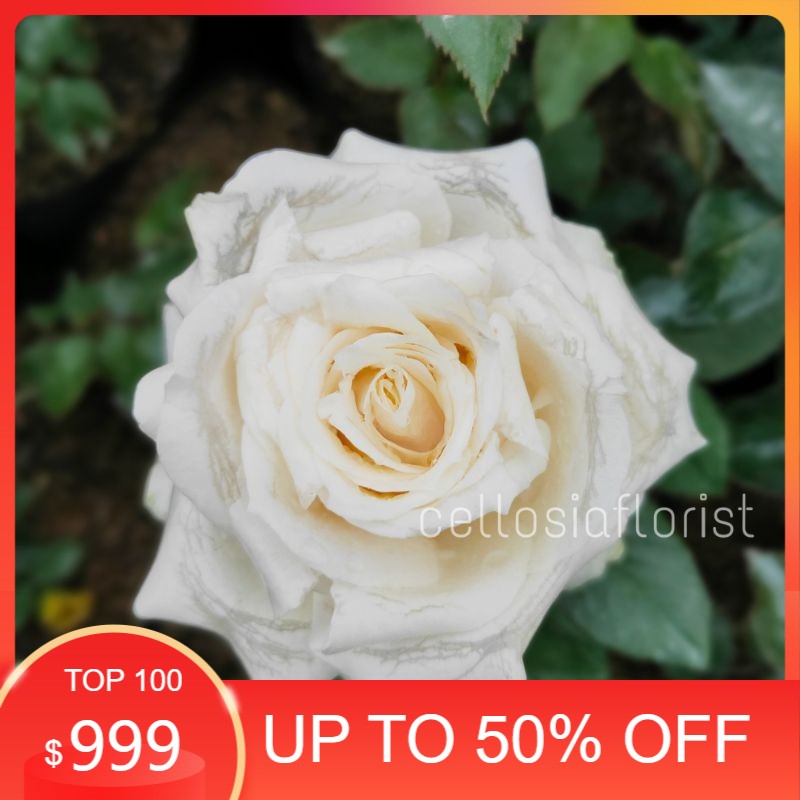 Tanaman Hias Aneka Bunga Mawar Holland Berbunga (Bisa Pilih Warna ...