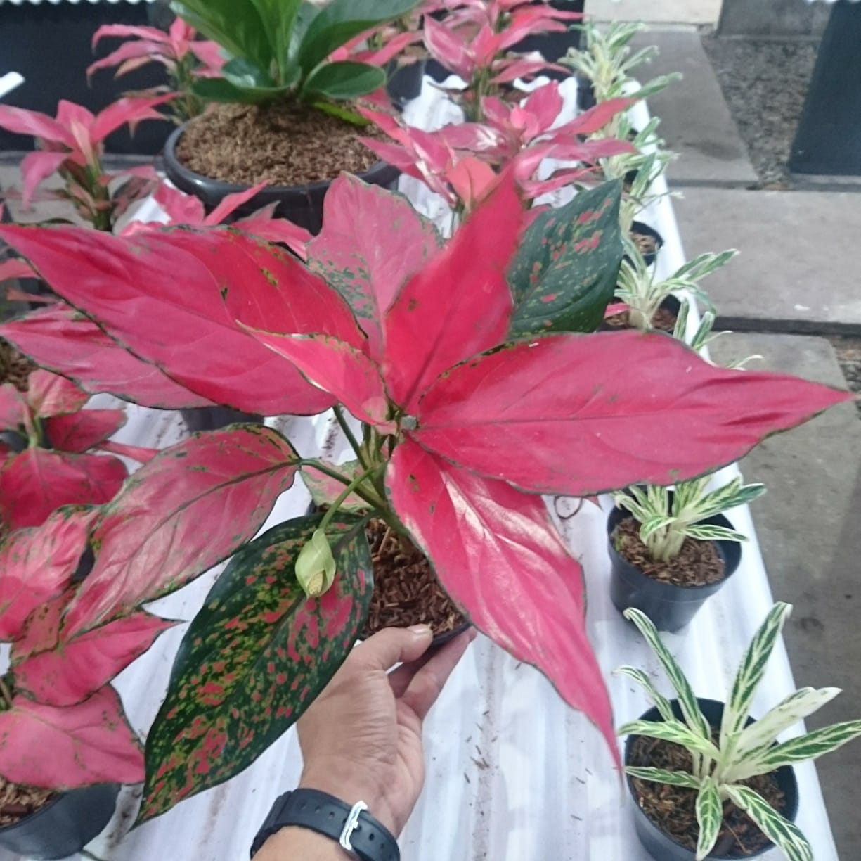 AGLONEMA RUBY GARUDA THAILAND/TANAMAN HIAS AGLAONEMA RUBY GARUDA IMPORT ...