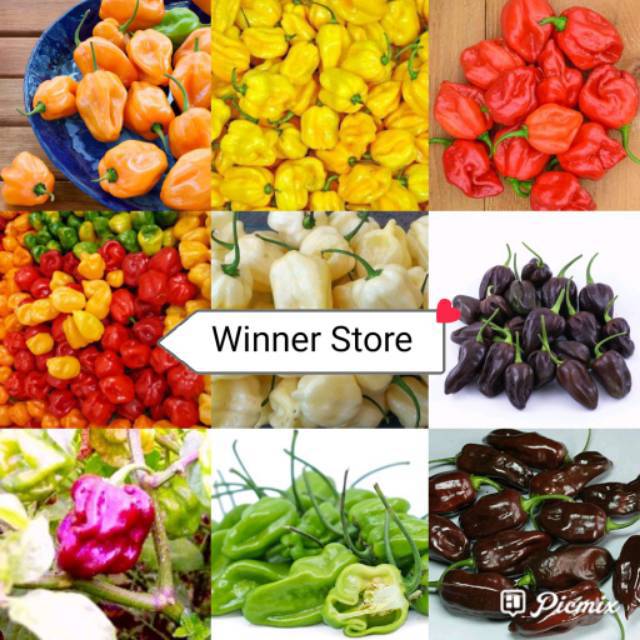 2 cengek lombok cabe cabai chili pepper capsicum chinense habanero ...