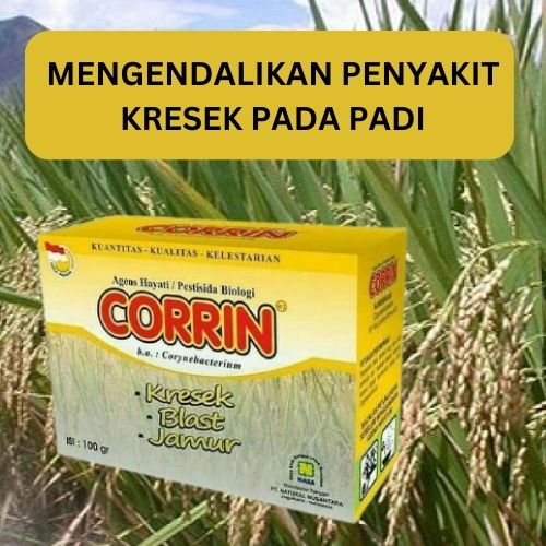 Obat hawar daun padi / Pengendali penyakit blast padi / Obat padi hawar ...