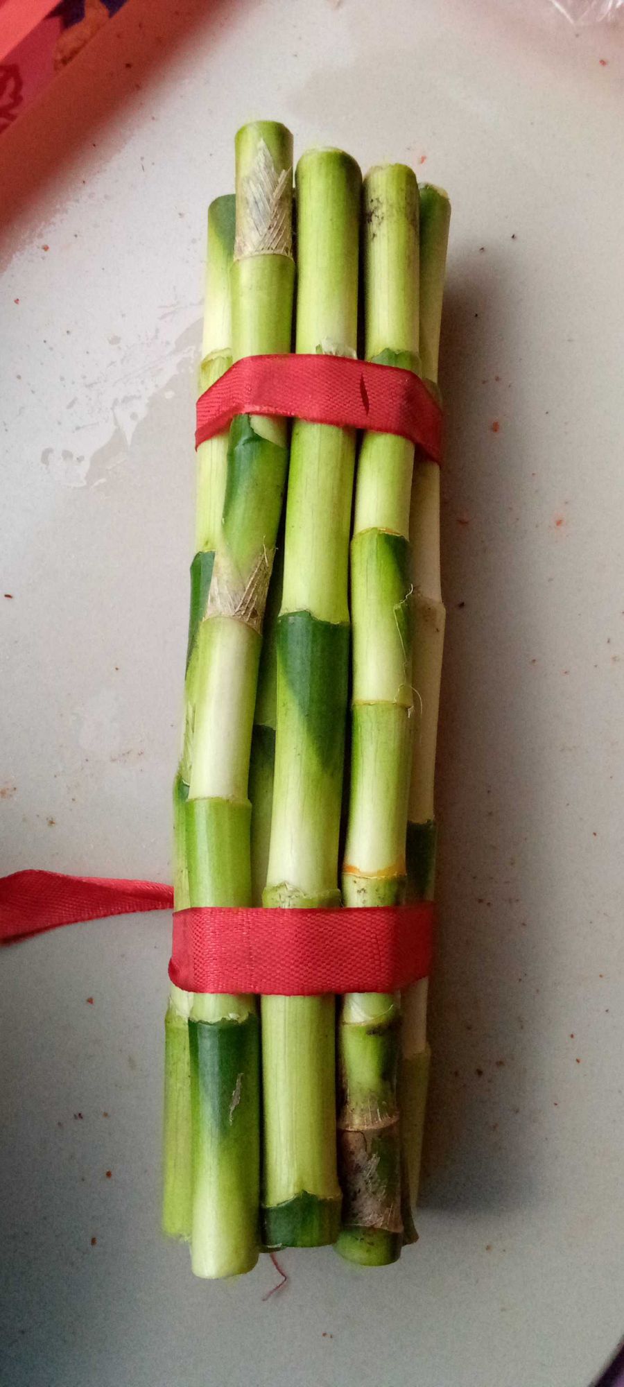 10 batang tanaman hias Sri rezeki/bambu hoki | Lazada Indonesia