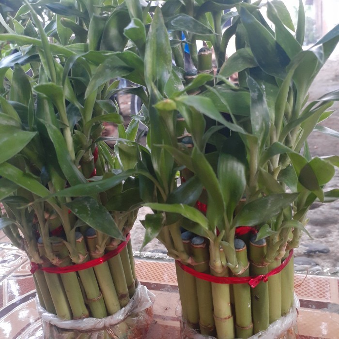 TANAMAN HIAS BAMBU HOKI/BAMBU REJEKI/ BAMBU HOKI MINI REALPICT | Lazada ...