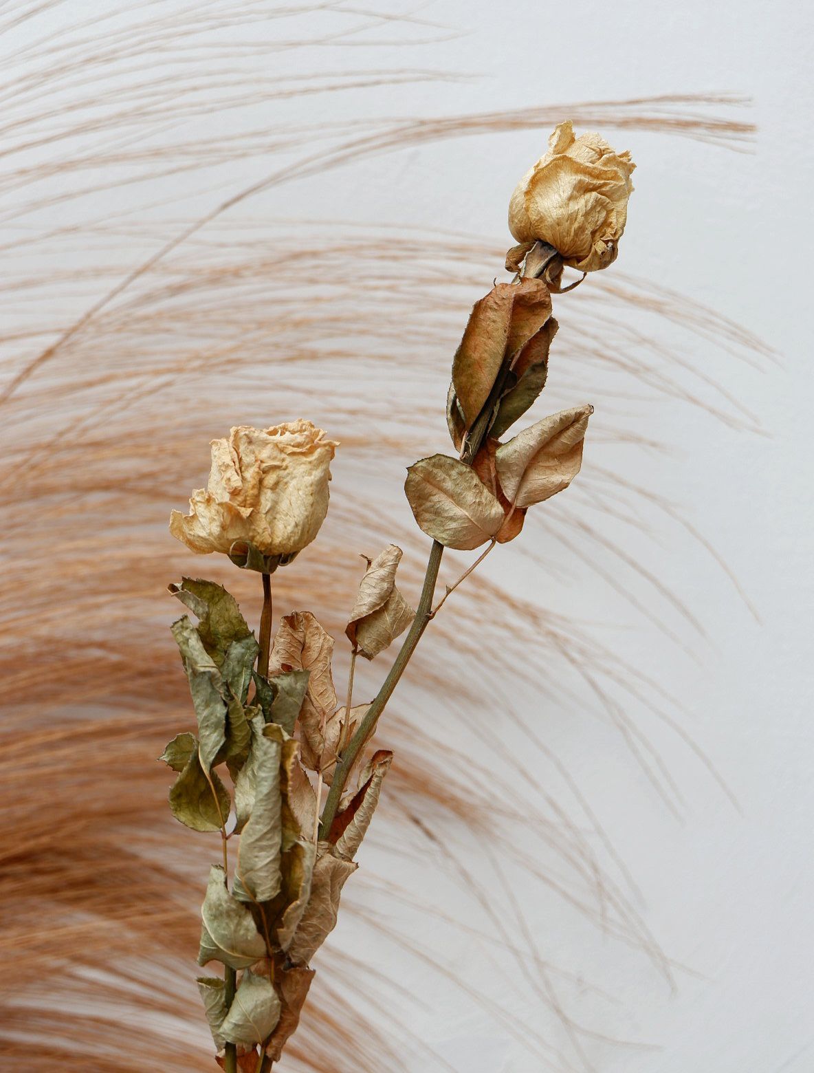 bunga kering mawar pertangkai - dried flower | Lazada Indonesia