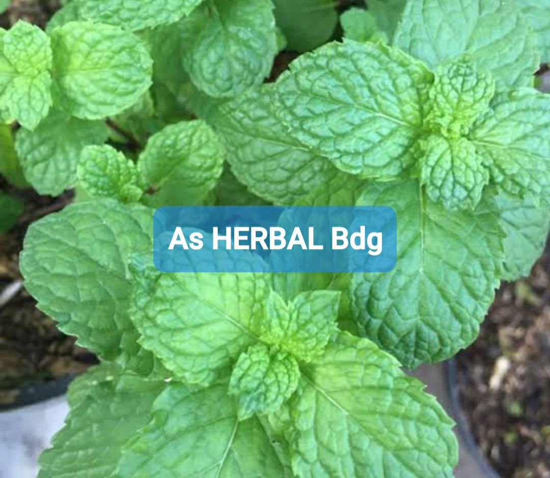 Daun mint segar 500 gram | Lazada Indonesia