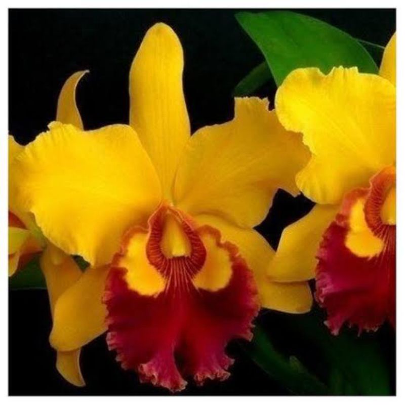 Anggrek cattleya hybrid seedling bunga besar | Lazada Indonesia