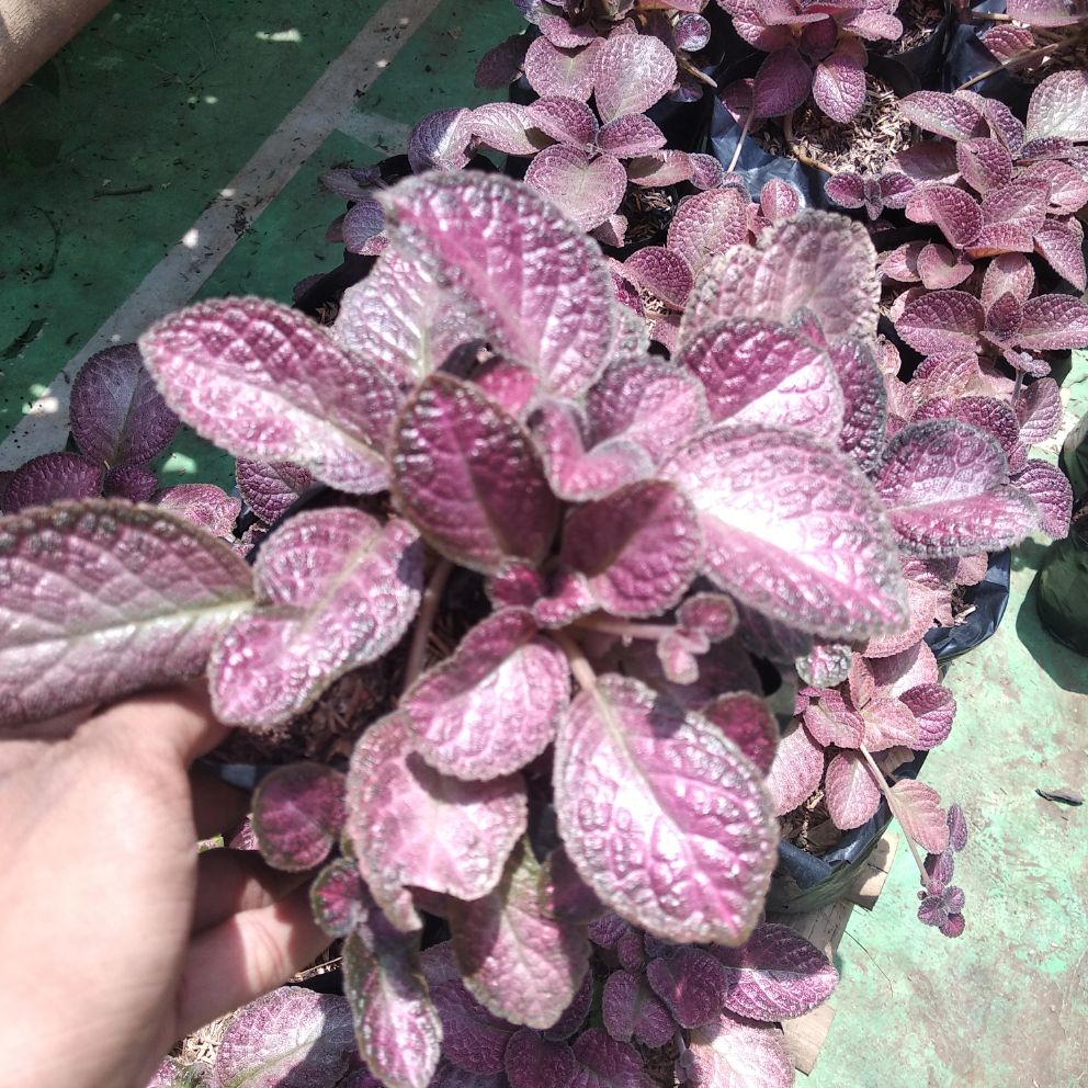 Beludru Merah, tanaman hias bludru merah episcia red | Lazada Indonesia