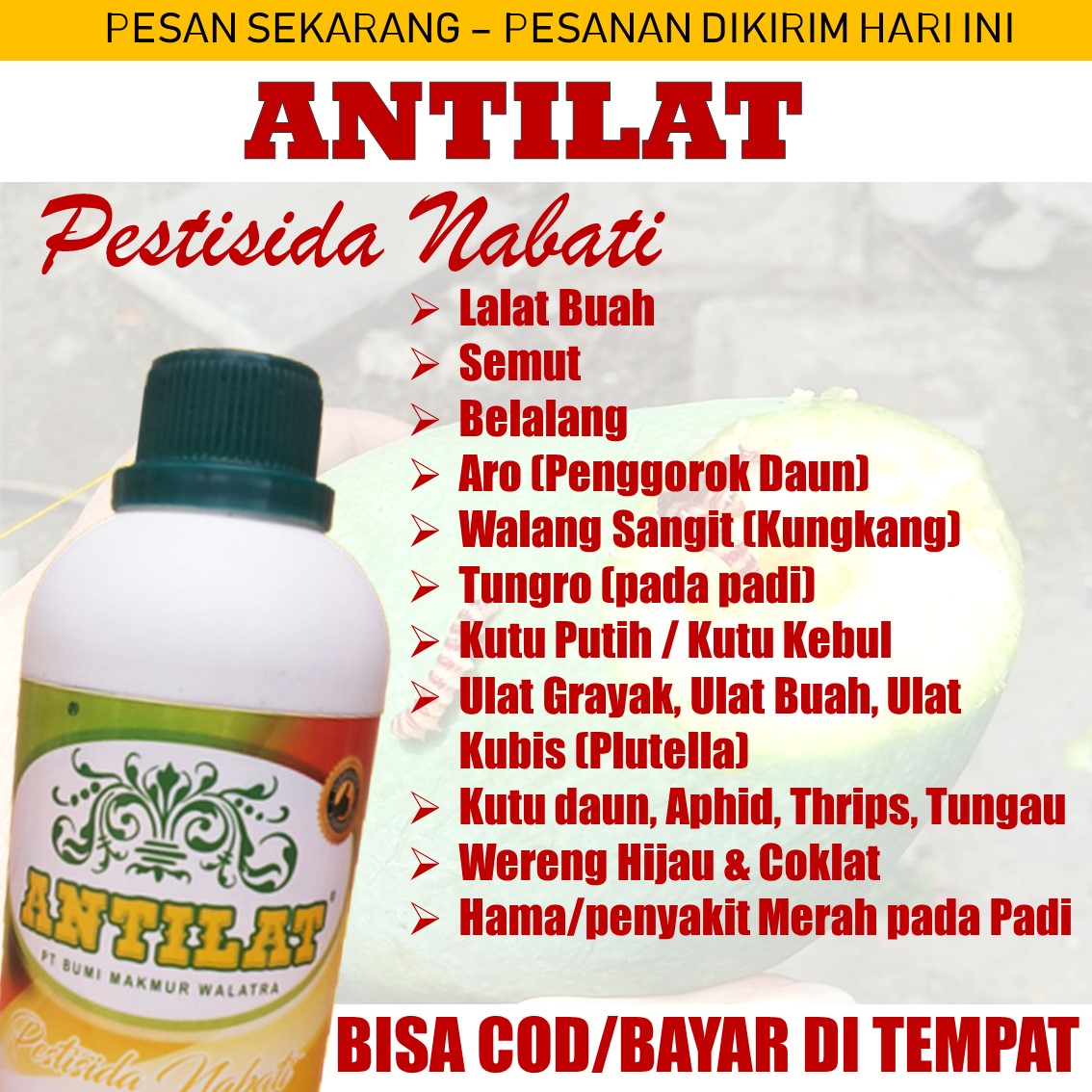 Pestisida ANTILAT - Obat Hama Wereng Padi, Penyakit Merah Padi, Walang ...